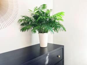 29 Types of Outdoor Palm Plants (With Pictures) - The Backyard Pros