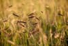 7 Types of Grass in Colorado - The Backyard Pros