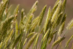 7 Types of Grass in Colorado - The Backyard Pros