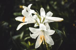 How Long Do Potted Easter Lilies Last? - The Backyard Pros