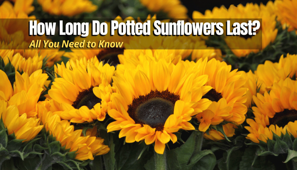 How Long Do Potted Sunflowers Last? - The Backyard Pros