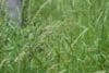 7 Types of Grass in Colorado - The Backyard Pros