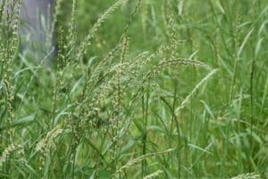 7 Types of Grass in Colorado - The Backyard Pros