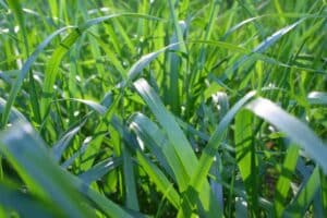 7 Types of Grass in Colorado - The Backyard Pros