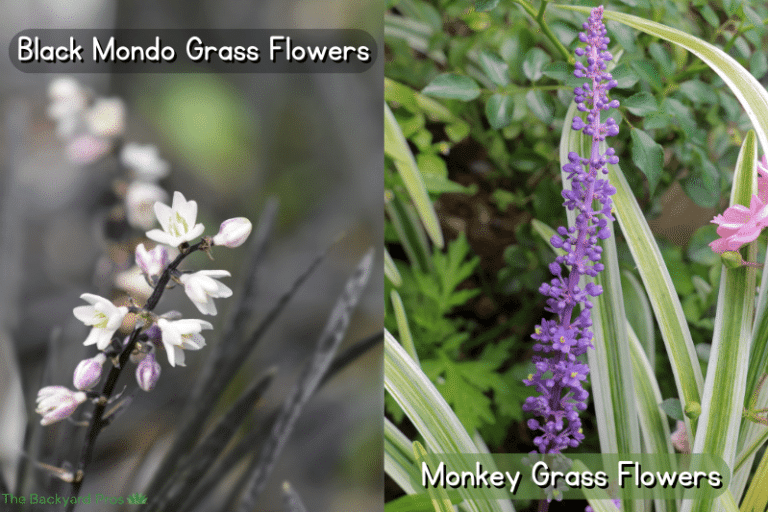 Mondo Grass vs Monkey Grass | What’s The Difference? - The Backyard Pros