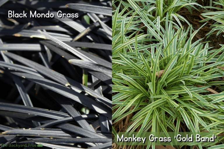 Mondo Grass Vs Monkey Grass