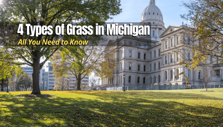 4 Types of Grass for Michigan Lawns (The Ultimate Guide) - The Backyard ...