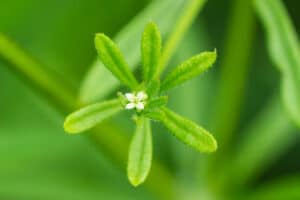 19 Types Of Weeds with Thorns - The Backyard Pros