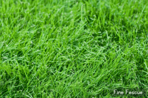 5 Types of Grass in Missouri (The Ultimate Lawn Guide) - The Backyard Pros