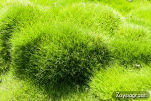 5 Types of Grass in Missouri (The Ultimate Lawn Guide) - The Backyard Pros
