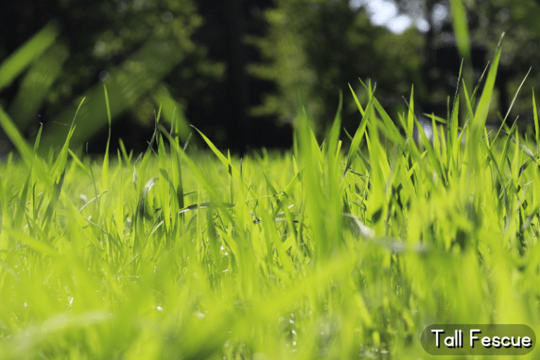 5 Types of Grass in Missouri (The Ultimate Lawn Guide) - The Backyard Pros