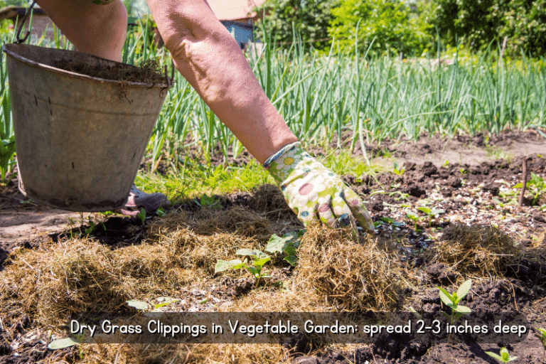 Can I Put Grass Clippings in My Vegetable Garden? - The Backyard Pros