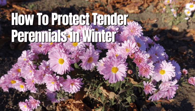 How To Protect Tender Perennials in Winter (Overwintering Tips) - The ...