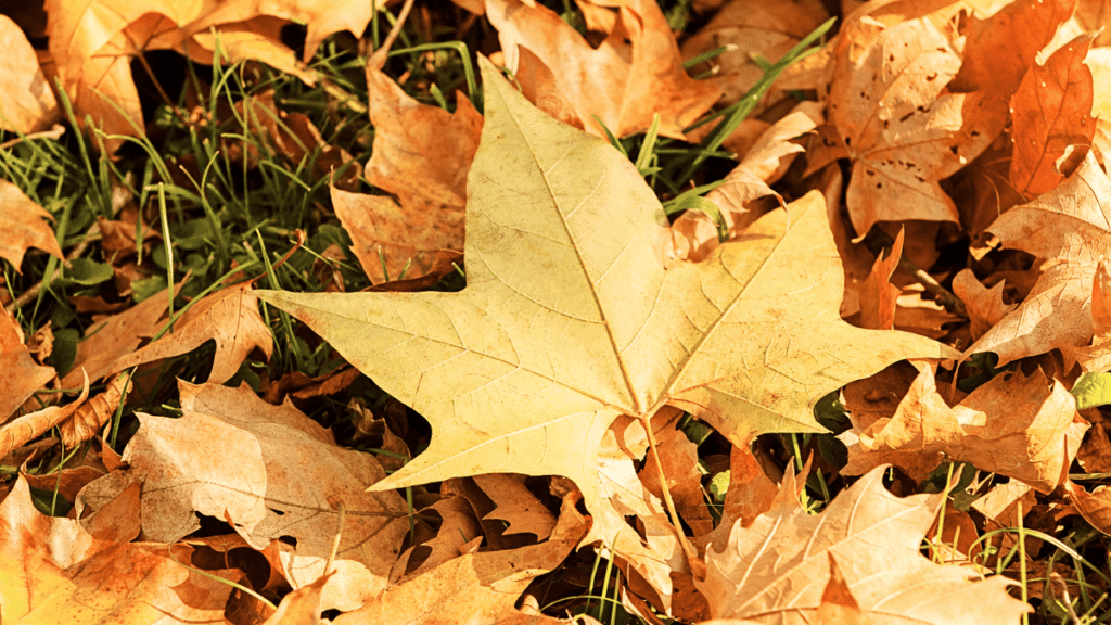The Leafy Dilemma: How Long Can Leaves Stay on Grass? - The Backyard Pros