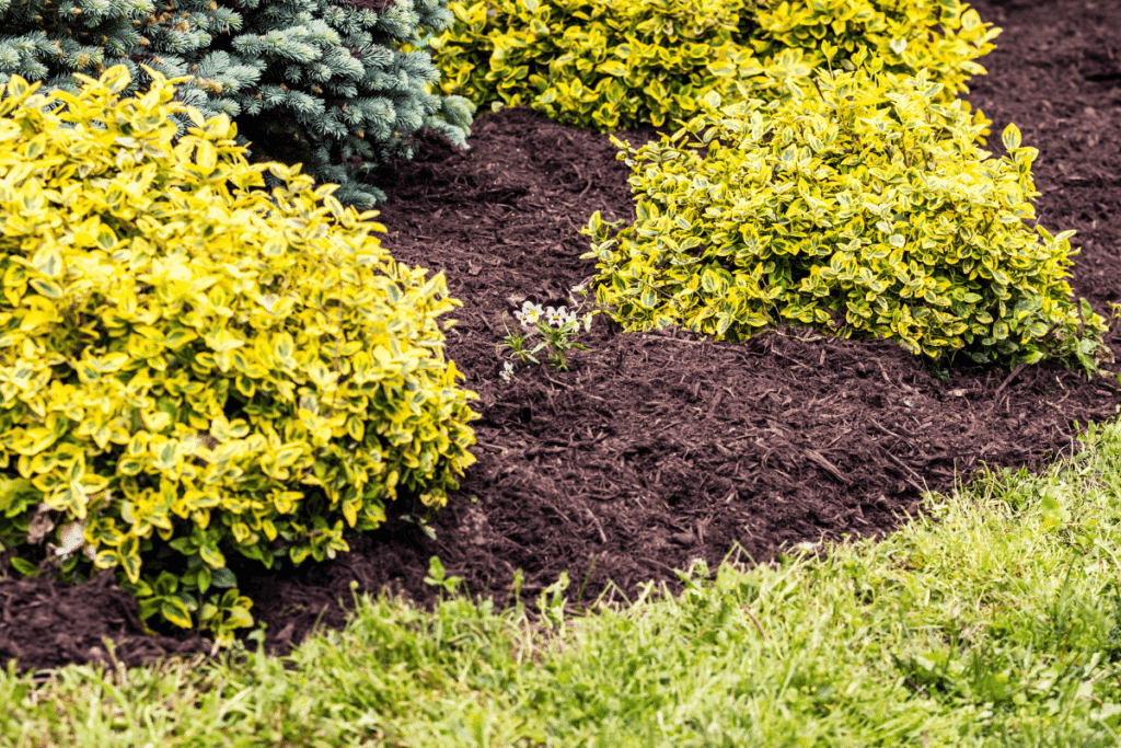 9 Cheap Ways to Landscape Your Backyard - The Backyard Pros