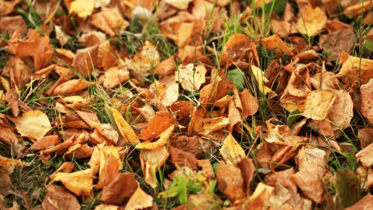Are Fall Leaves Good for the Lawn? Here's What You Need to Know - The ...