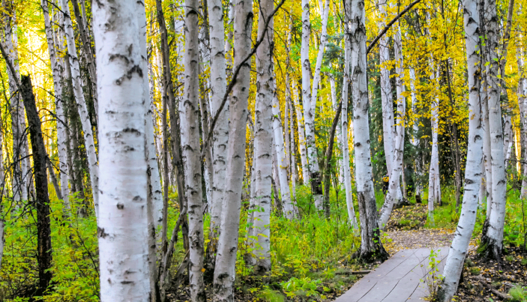 15 Tall Skinny Trees You Can Grow for Yard Privacy - The Backyard Pros