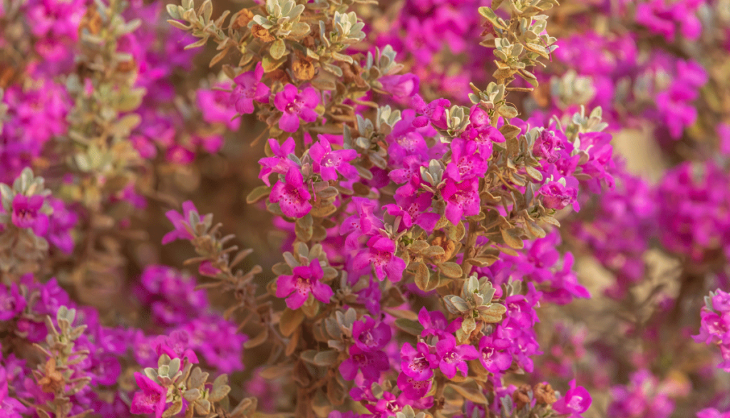 20 Fire-Resistant Shrubs to Plant in Your Yard - The Backyard Pros