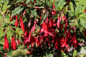 17 Climbing Plant Ideas to Add Vertical Color to Your Garden - The ...
