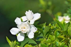 25 Outdoor Plants That Smell Amazing in Your Garden - The Backyard Pros