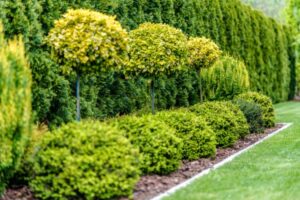 10 Landscaping Hacks to Tame Wind in Your Backyard - The Backyard Pros
