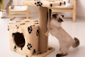 25 Outdoor Cat House Ideas - The Backyard Pros