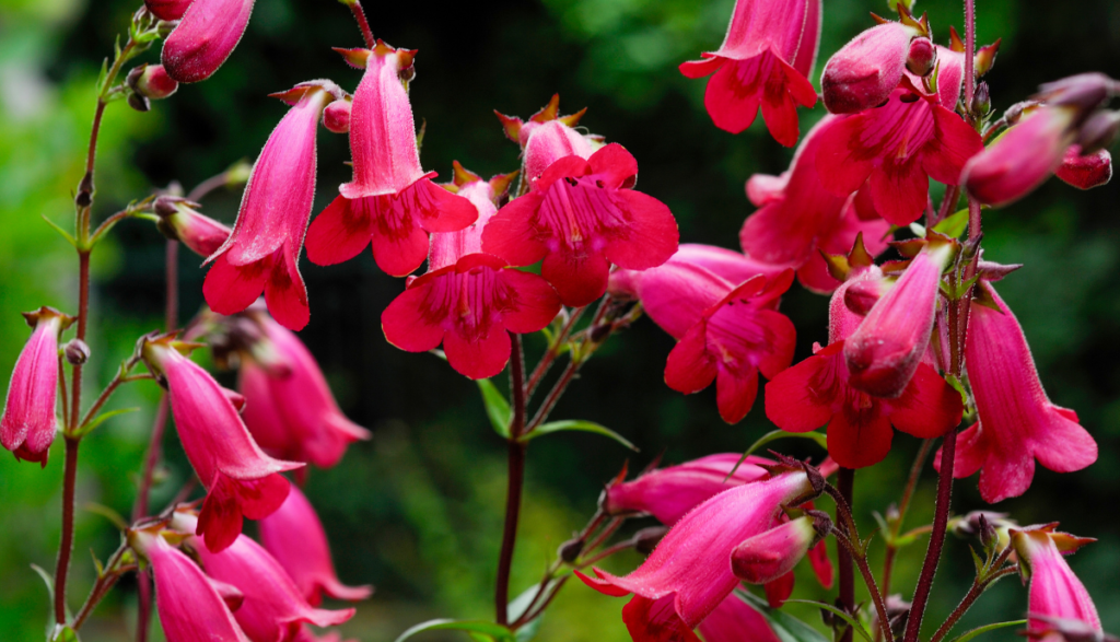 10 Drought-Tolerant Perennials That Thrive with Little Water - The ...
