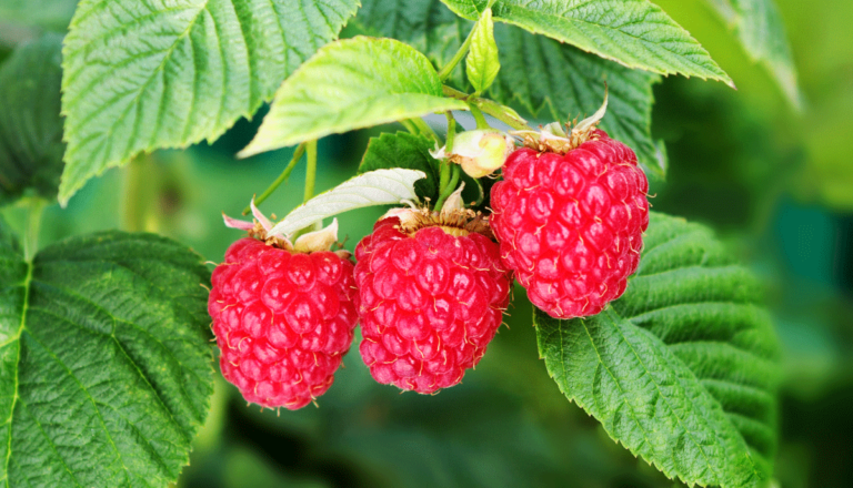 21 Easy Fruits & Vegetables You Can Grow in Your Backyard - The ...