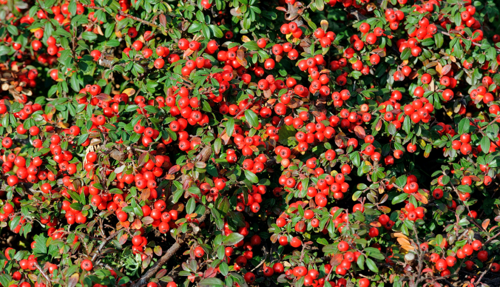 15 Ground Cover Plants That Survive with Little to No Water - The ...