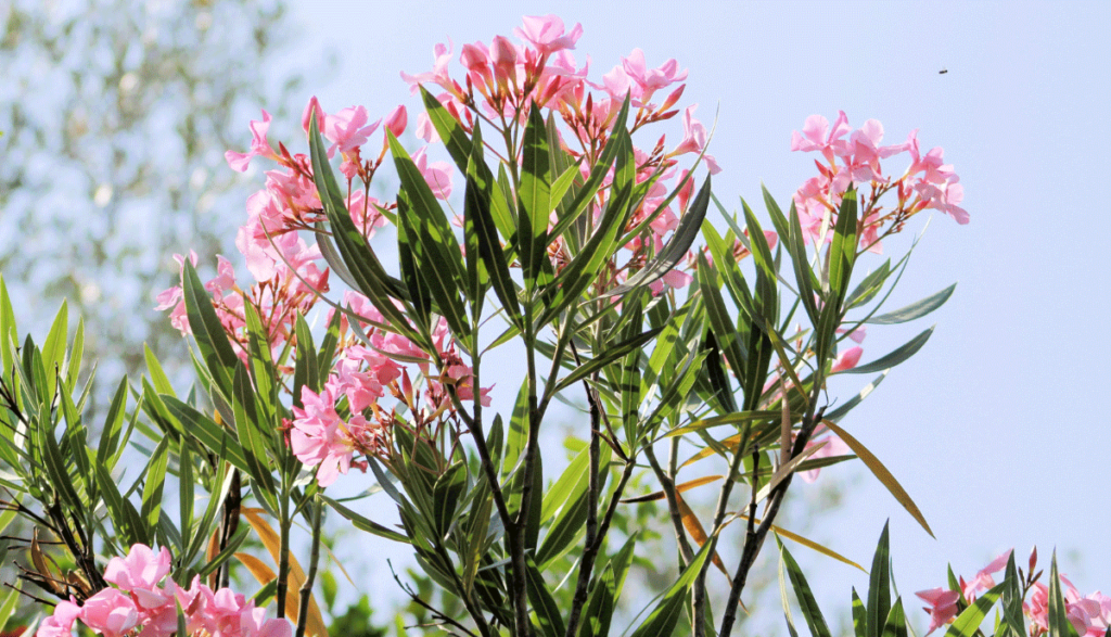 9 Heat-Resistant Plants That Can Handle Full Sun All Day - The Backyard ...