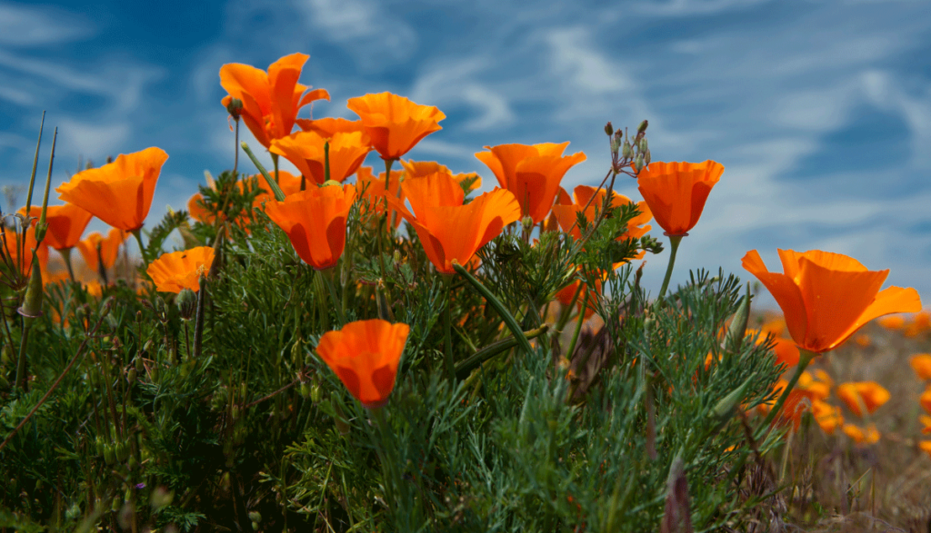 15 Low-Water Plants That Thrive in Dry Backyards - The Backyard Pros