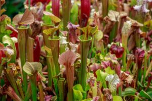 9 Exotic Plants That Are Surprisingly Easy to Grow - The Backyard Pros