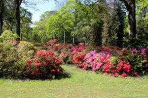 10 Azalea Landscaping Ideas for a Burst of Color - The Backyard Pros