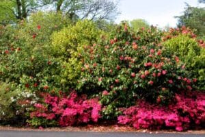 10 Azalea Landscaping Ideas for a Burst of Color - The Backyard Pros