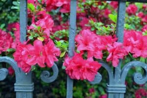 10 Azalea Landscaping Ideas for a Burst of Color - The Backyard Pros