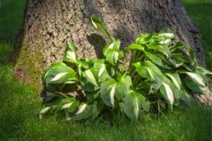 9 Beautiful Hosta Landscaping Ideas - The Backyard Pros