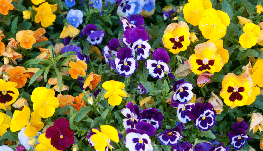 15 Varieties of Pansies to Grow in Your Backyard - The Backyard Pros