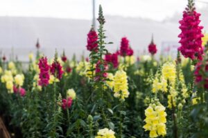 15 Varieties of Snapdragons to Grow in Your Backyard - The Backyard Pros