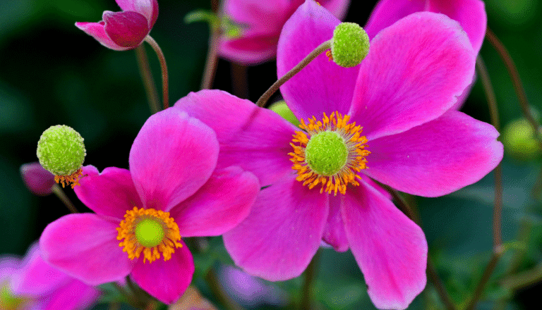 15 Varieties of Anemones to Grow in Your Backyard - The Backyard Pros