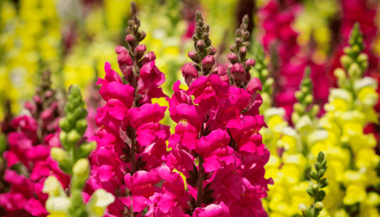 15 Varieties of Snapdragons to Grow in Your Backyard - The Backyard Pros