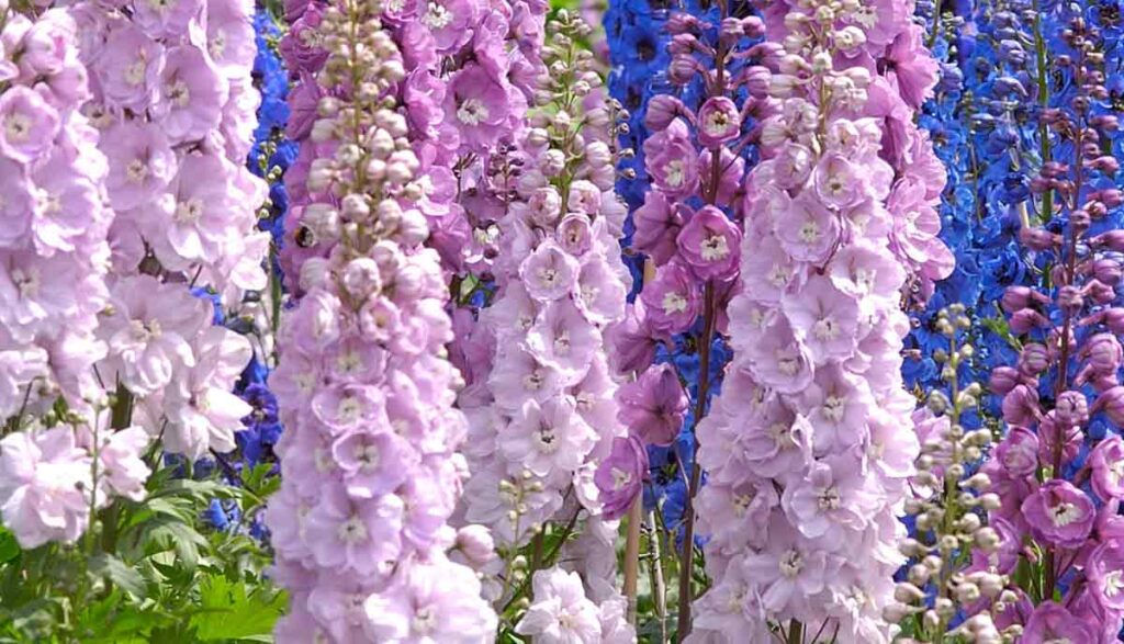 15 Varieties of Delphiniums to Grow in Your Backyard - The Backyard Pros