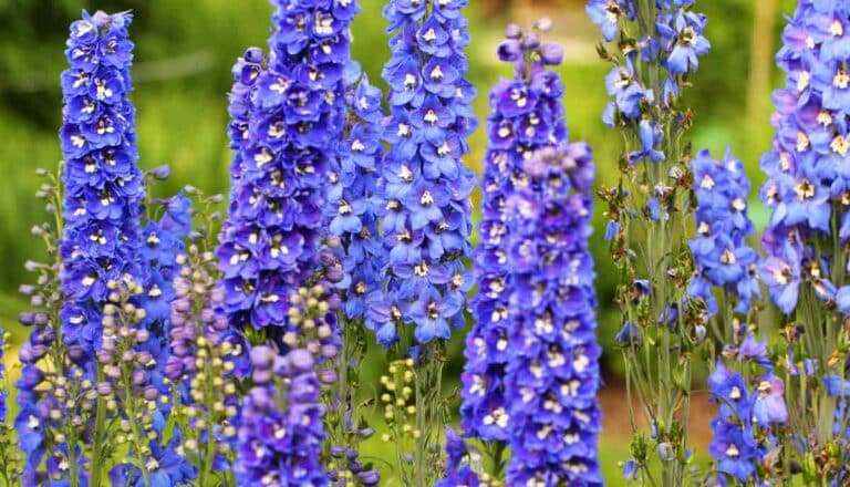 15 Varieties of Delphiniums to Grow in Your Backyard - The Backyard Pros