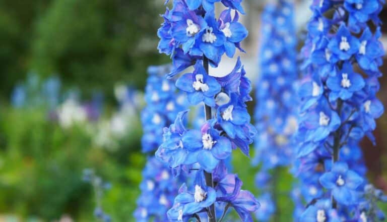 15 Varieties of Delphiniums to Grow in Your Backyard - The Backyard Pros