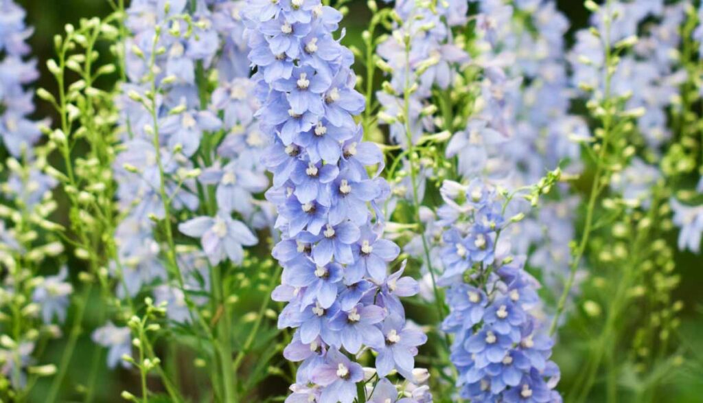 15 Varieties of Delphiniums to Grow in Your Backyard - The Backyard Pros