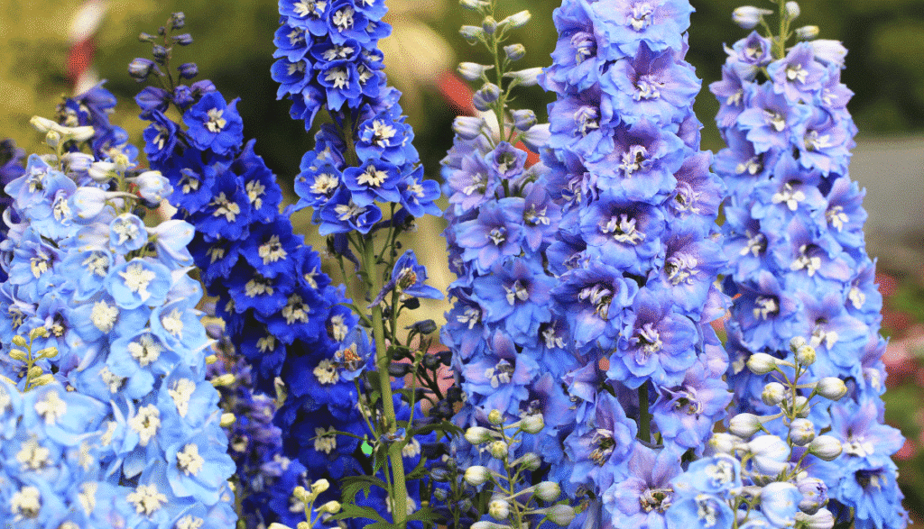 15 Varieties of Delphiniums to Grow in Your Backyard - The Backyard Pros